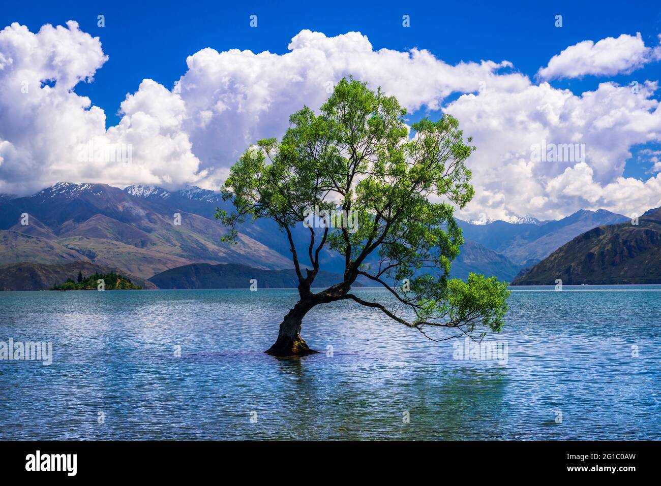 The Wanaka tree, Lake Wanaka, Otago, South Island, New Zealand Stock ...