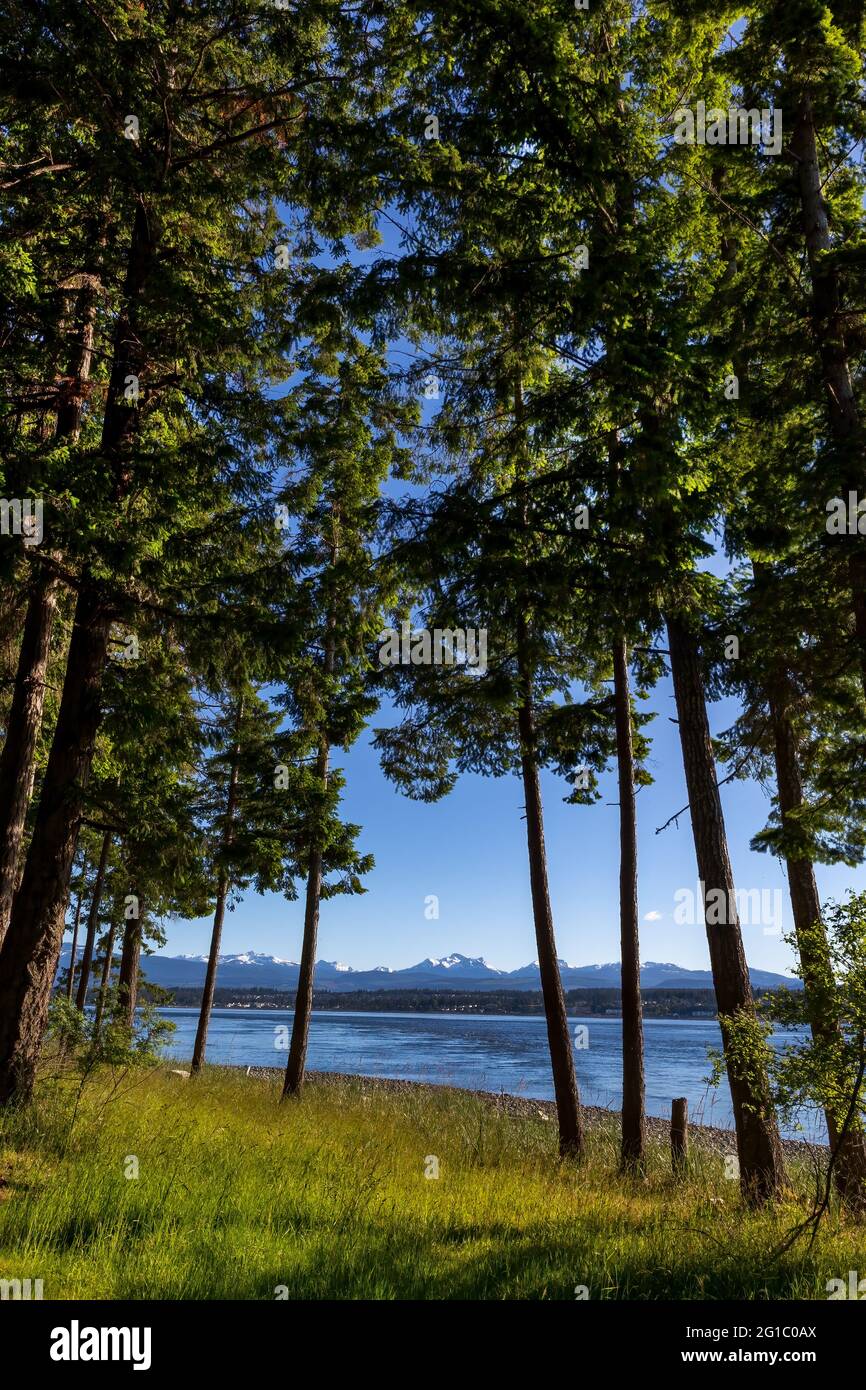 Bc trees hi-res stock photography and images - Alamy