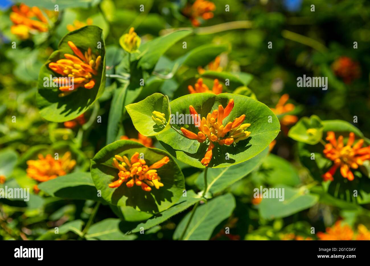 Honeysuckle Vine High Resolution Stock Photography and Images - Alamy