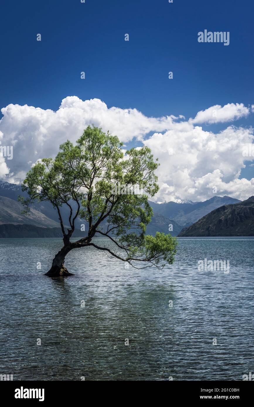 The Wanaka tree, Lake Wanaka, Otago, South Island, New Zealand Stock ...