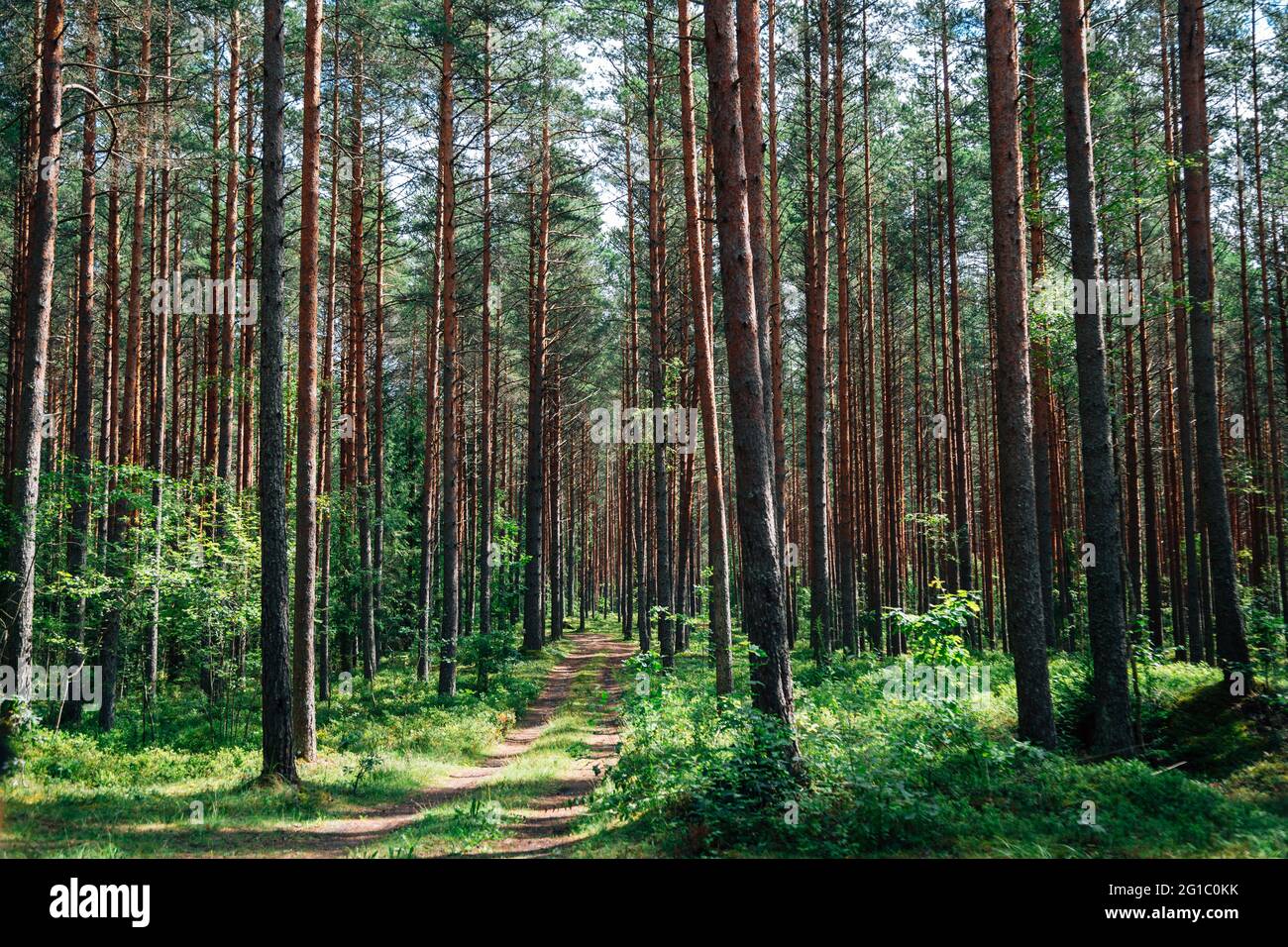 Kemeri National Park green forest in Latvia Stock Photo - Alamy