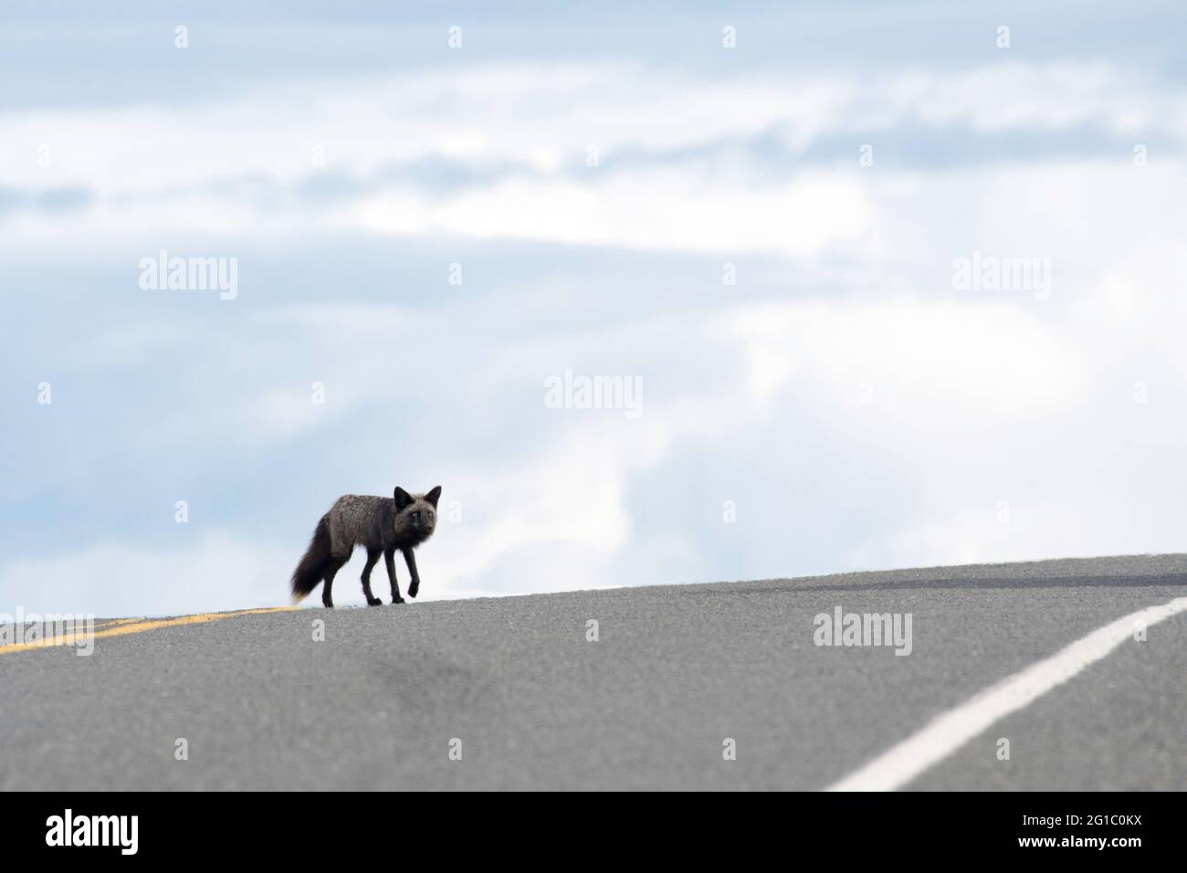 Landlocked small red fox mutated to grey fox / black fox / silver fox ...