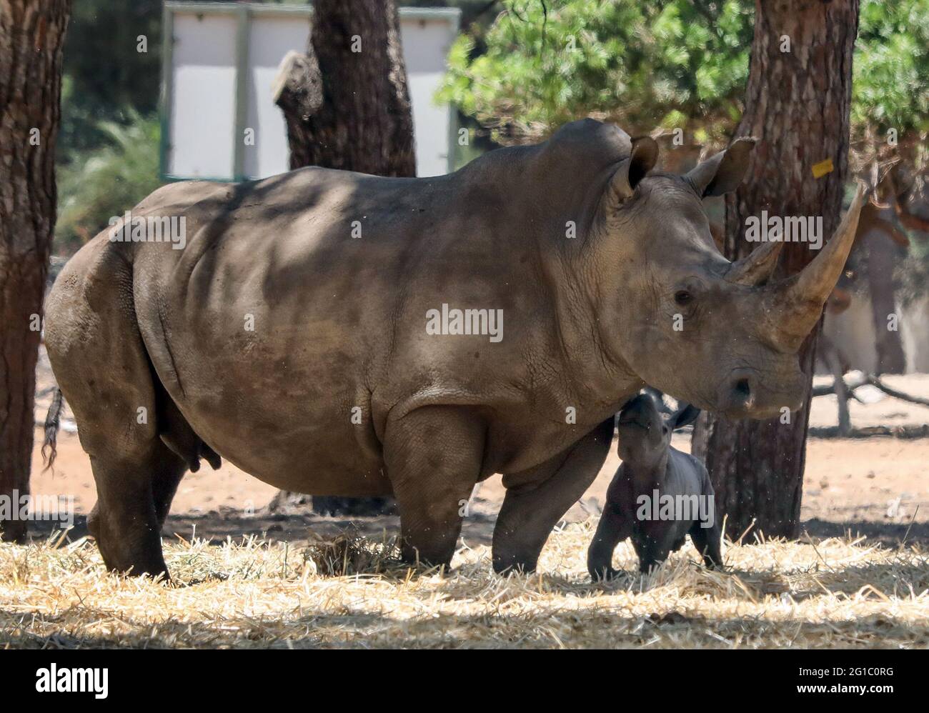 Gan safari baby hi-res stock photography and images - Alamy