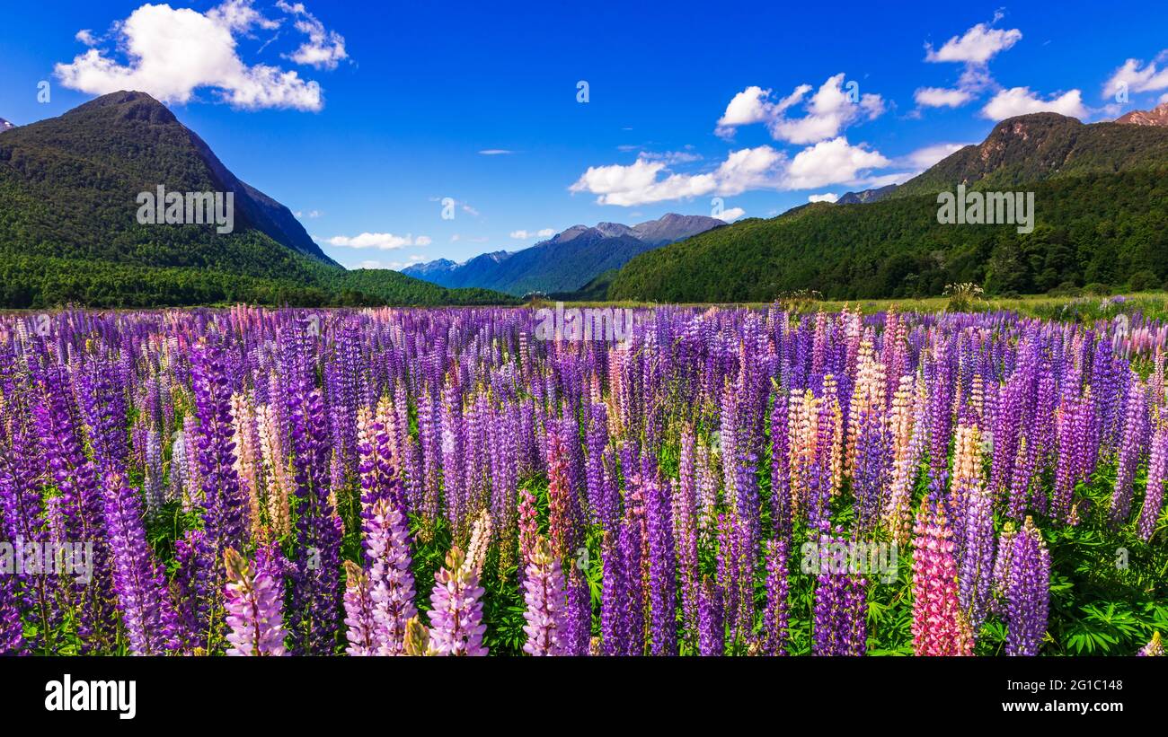 Spring lupine in Eglinton Valley, Fiordland National Park, South Island ...