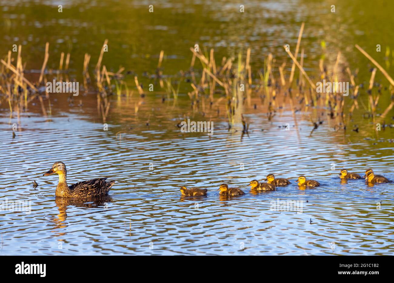 Female Mallard ,(Anas platyrhynchos),swimming with ducklings at Panama ...