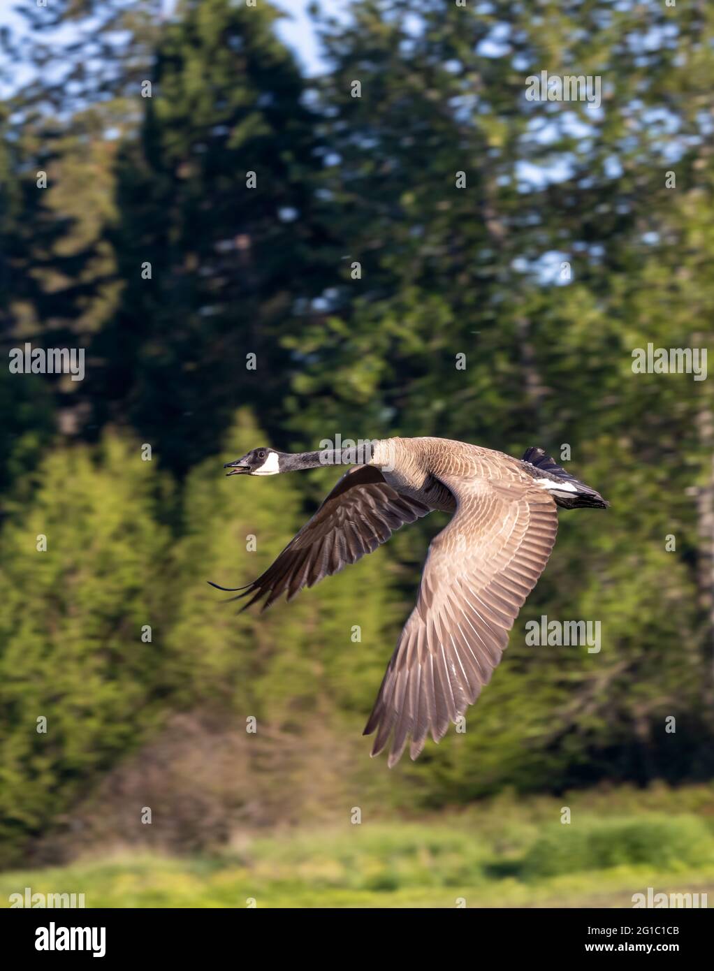 Canadian goose in flight with forest background Stock Photo - Alamy