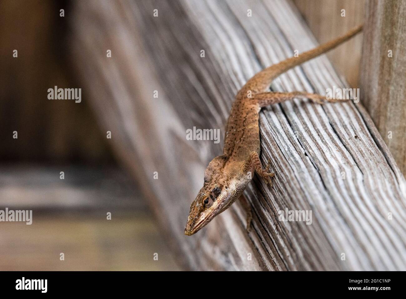 An eastern fence lizard hangs out at the Five Rivers Delta Center near ...