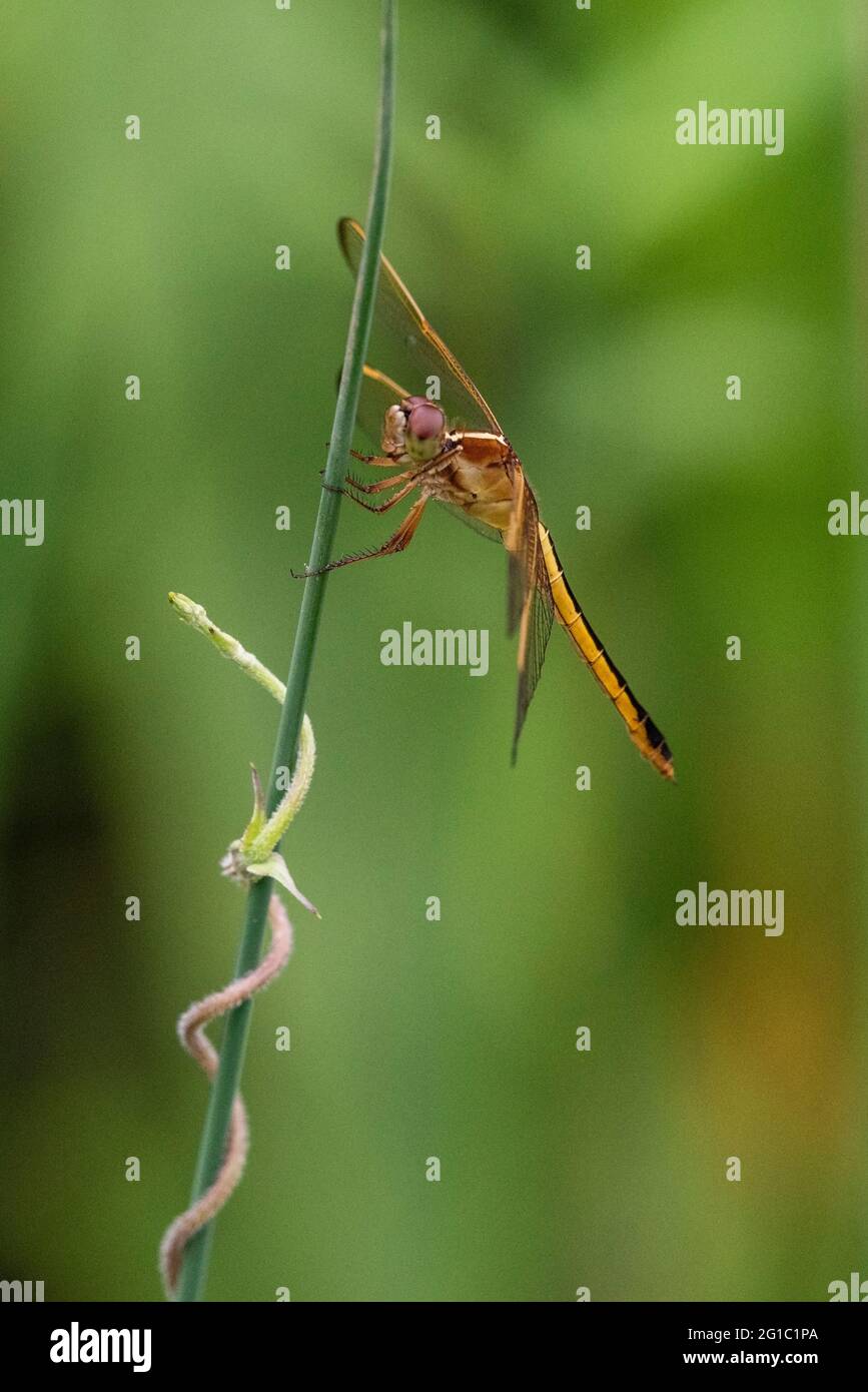 Delta center hi-res stock photography and images - Alamy