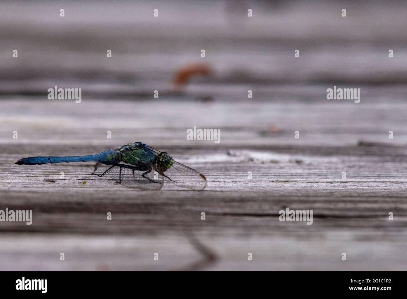 A great blue skimmer dragonfly rests on a pier at the Five Rivers Delta ...