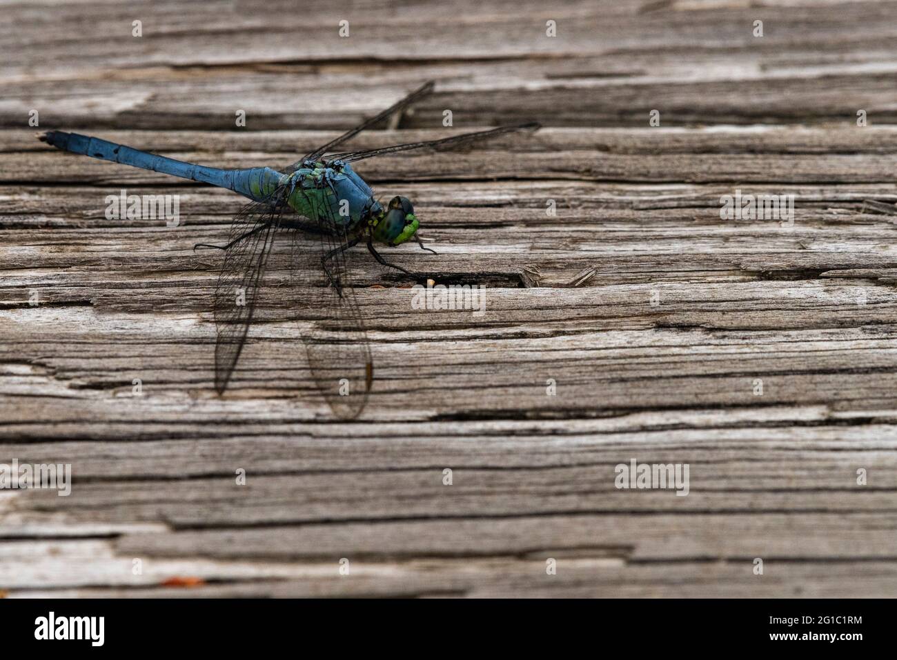 A great blue skimmer dragonfly rests on a pier at the Five Rivers Delta ...