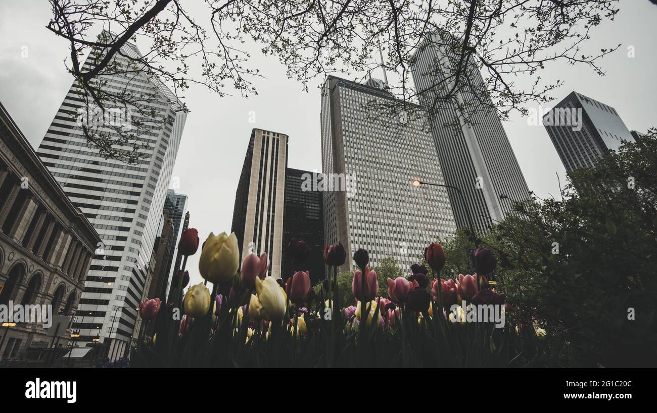 Chicago skyline flowers hi-res stock photography and images - Alamy