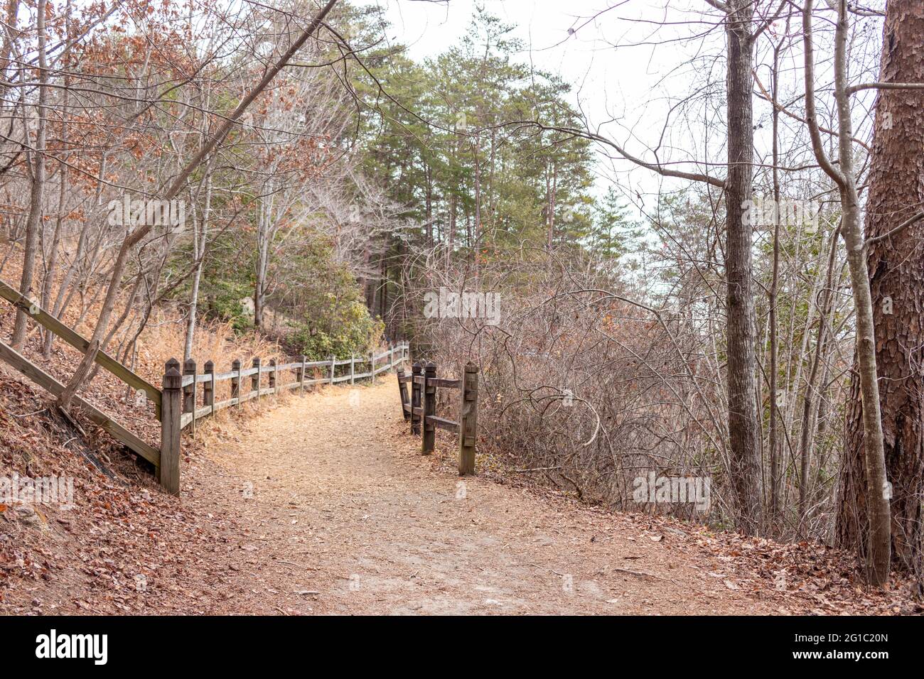 Pathway inside the forest with wooden fences Stock Photo - Alamy
