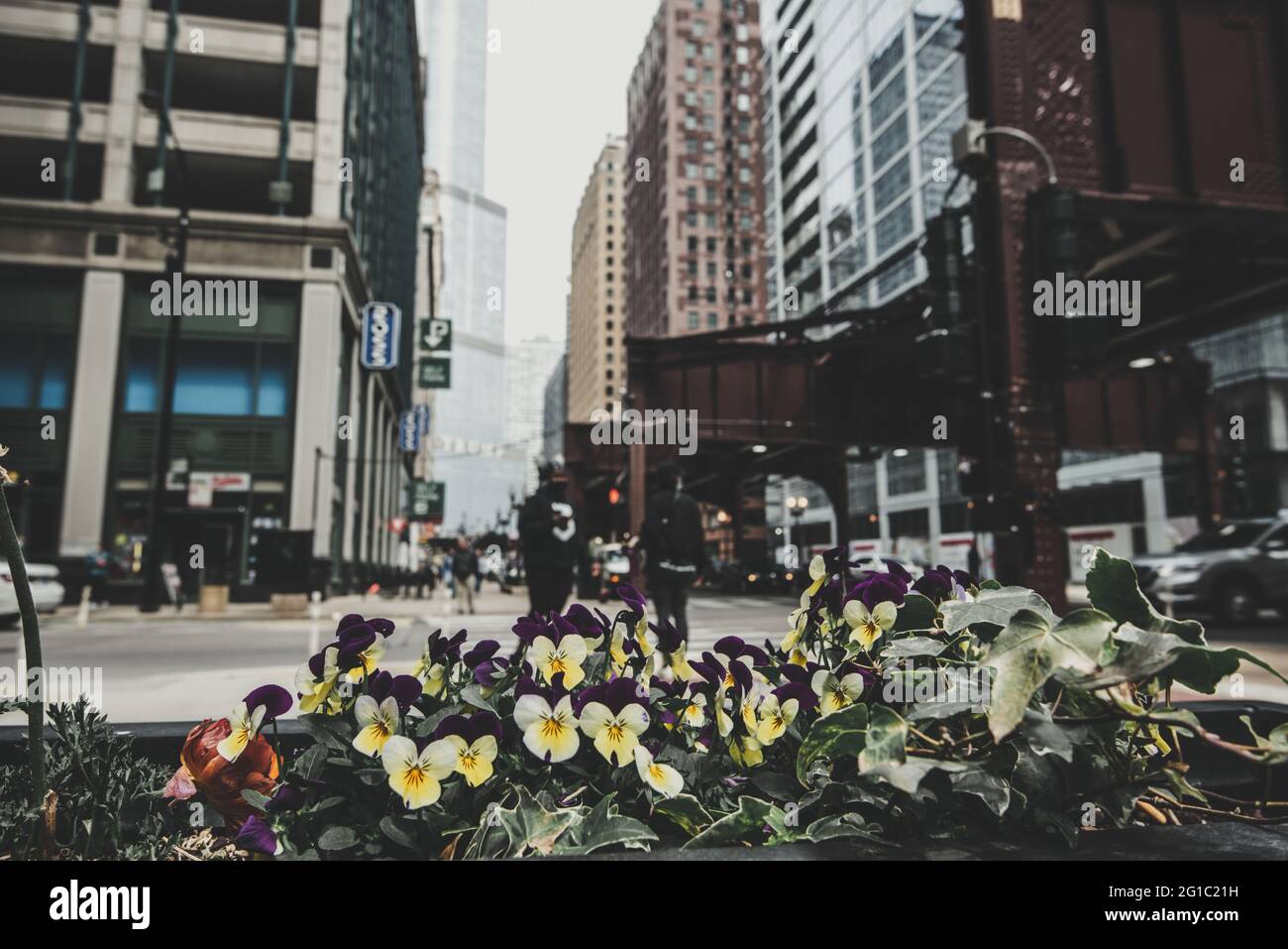 Chicago skyline with flowers on front, Chicago at springtime Stock ...