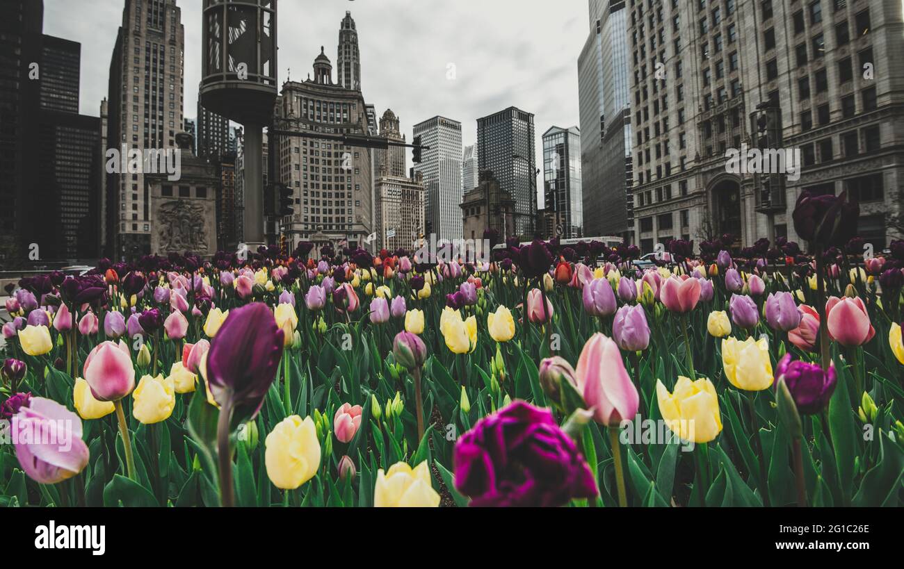 Chicago skyline flowers hi-res stock photography and images - Alamy