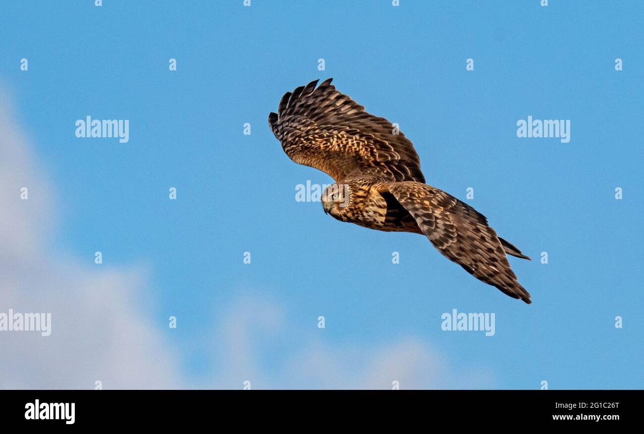 Harrier bird hi-res stock photography and images - Alamy