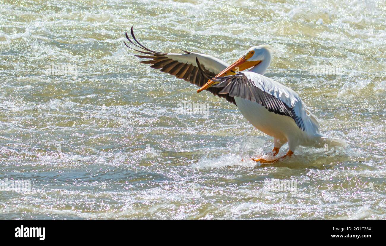 American white pelican birds hi-res stock photography and images - Alamy