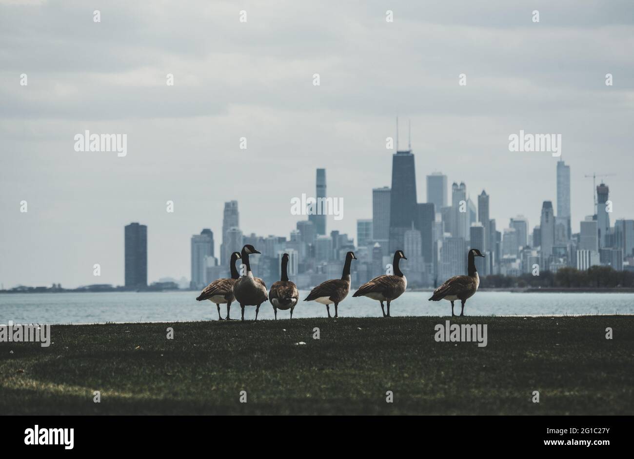 Skyline of Chicago witn birds (ducks) on the front Stock Photo - Alamy