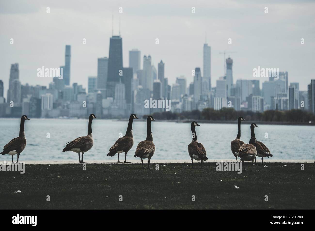 Skyline of Chicago witn birds (ducks) on the front Stock Photo - Alamy