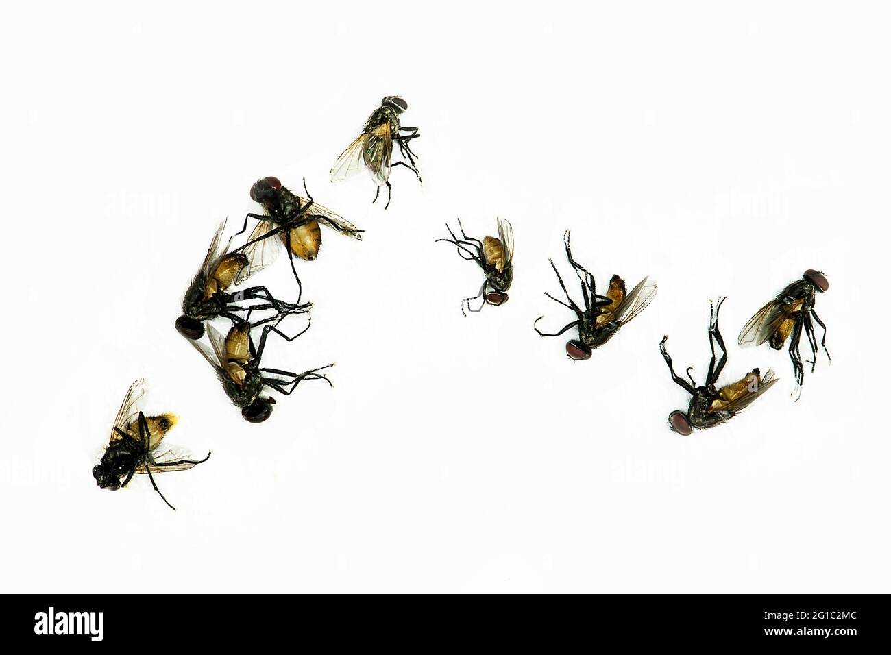 Dead fly isolated on white background.Animal fly collections. Fly dead ...