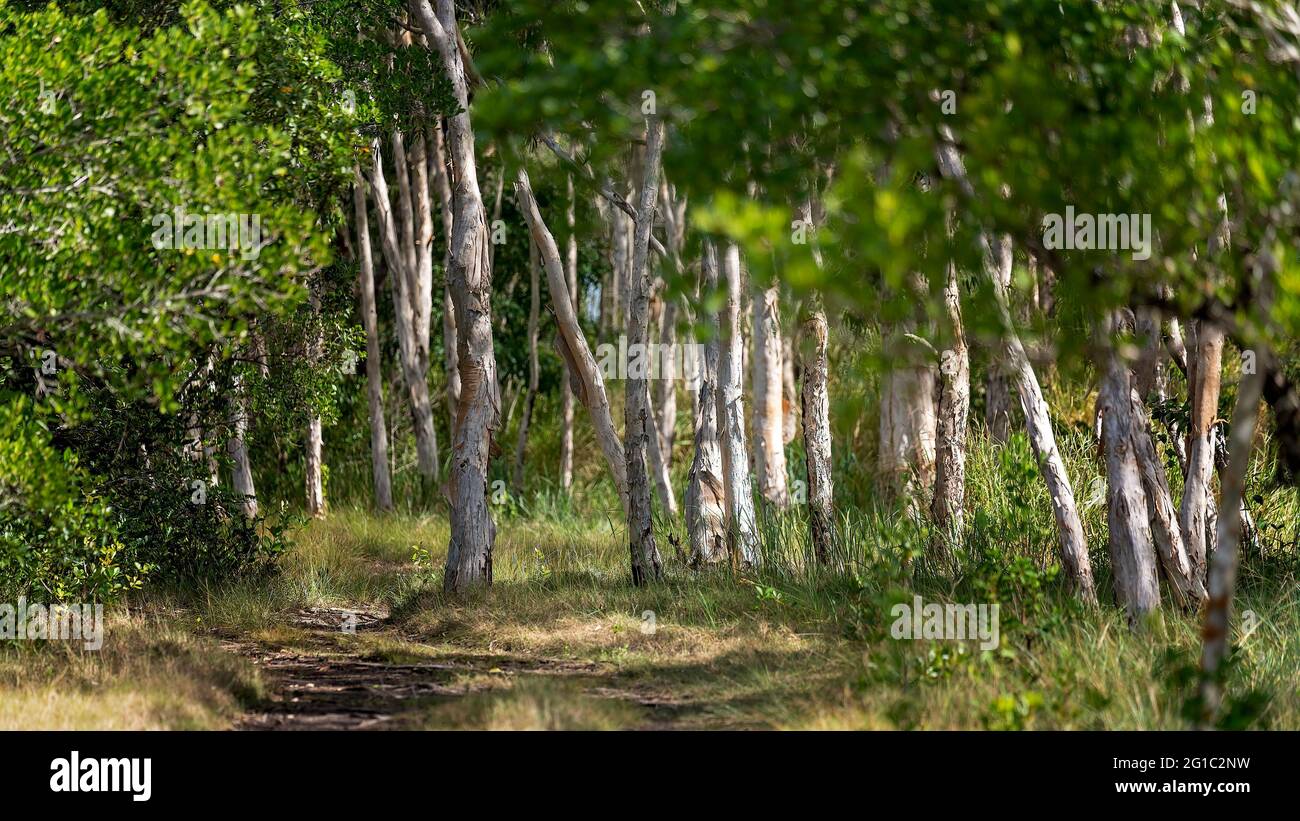 A softly focused image of native bushland with paperbark trees in ...