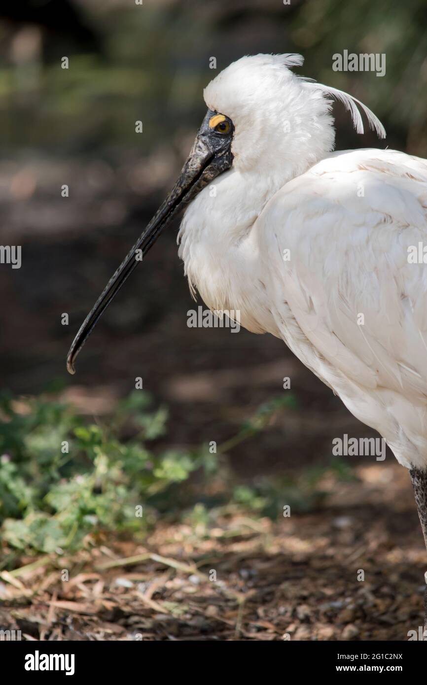 the royal spoonbill is a tall white seabird with a black face with ...