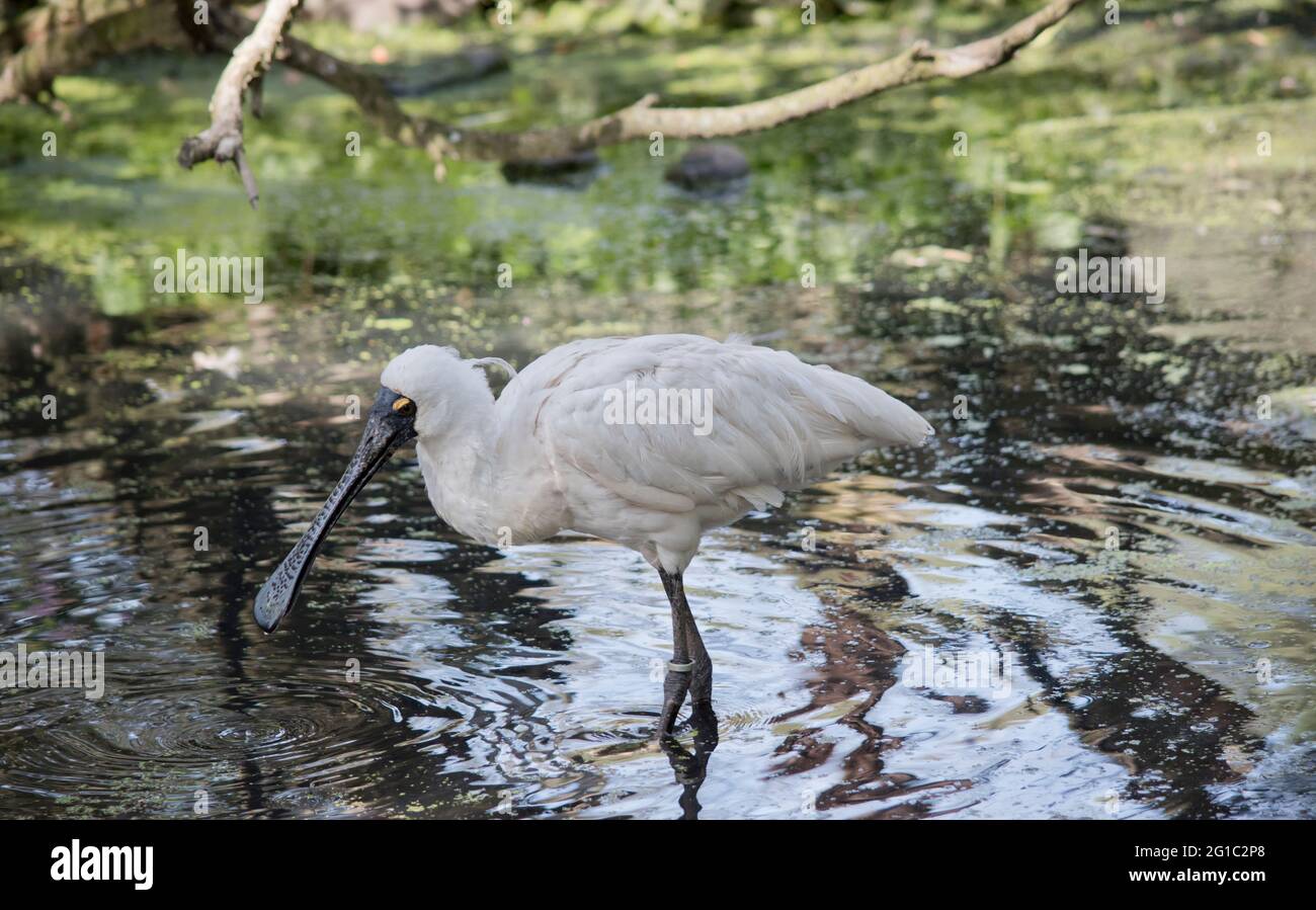 the royal spoonbill is a tall white seabird with a black face with ...