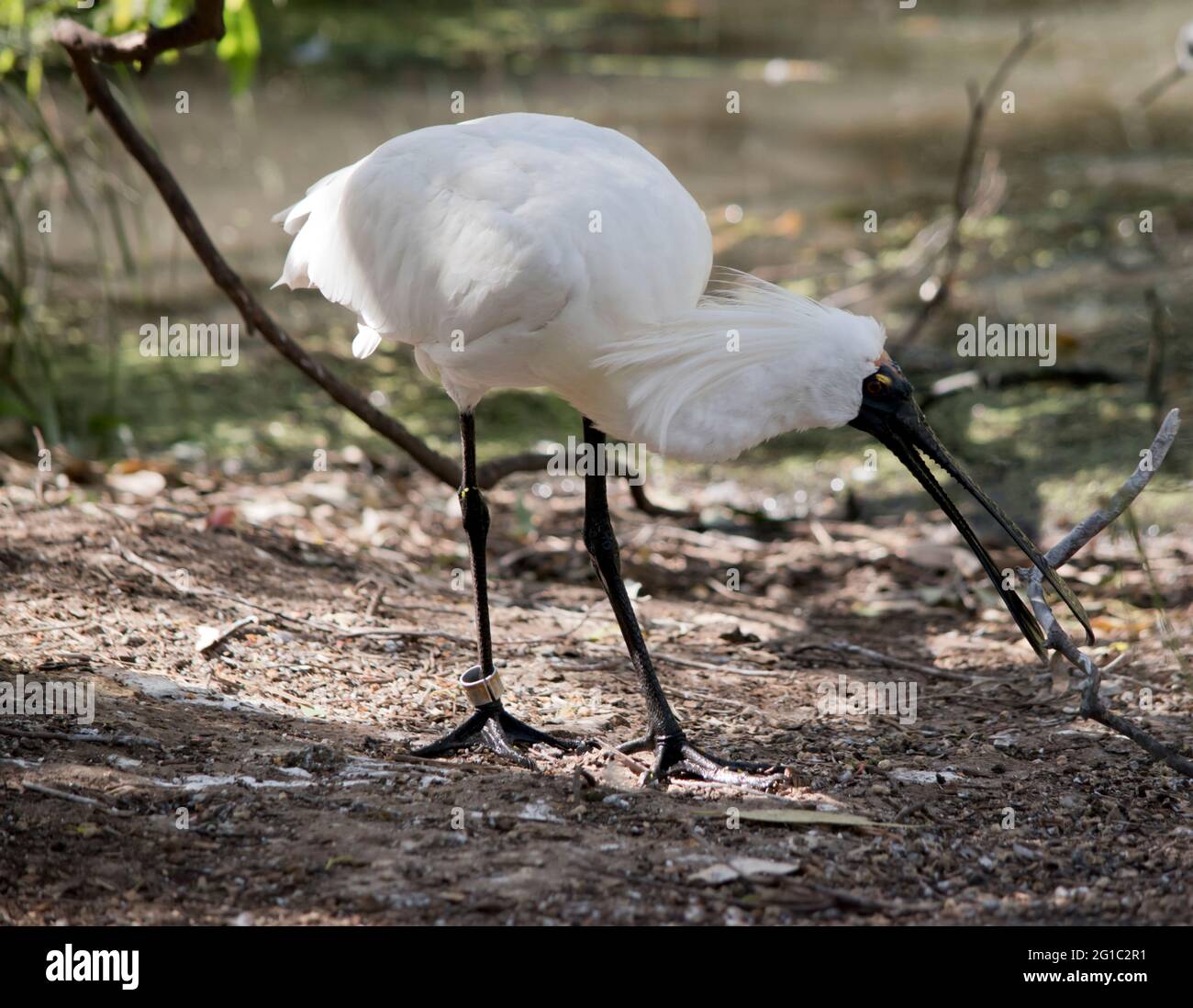 the royal spoonbill is a tall white seabird with a black face with ...