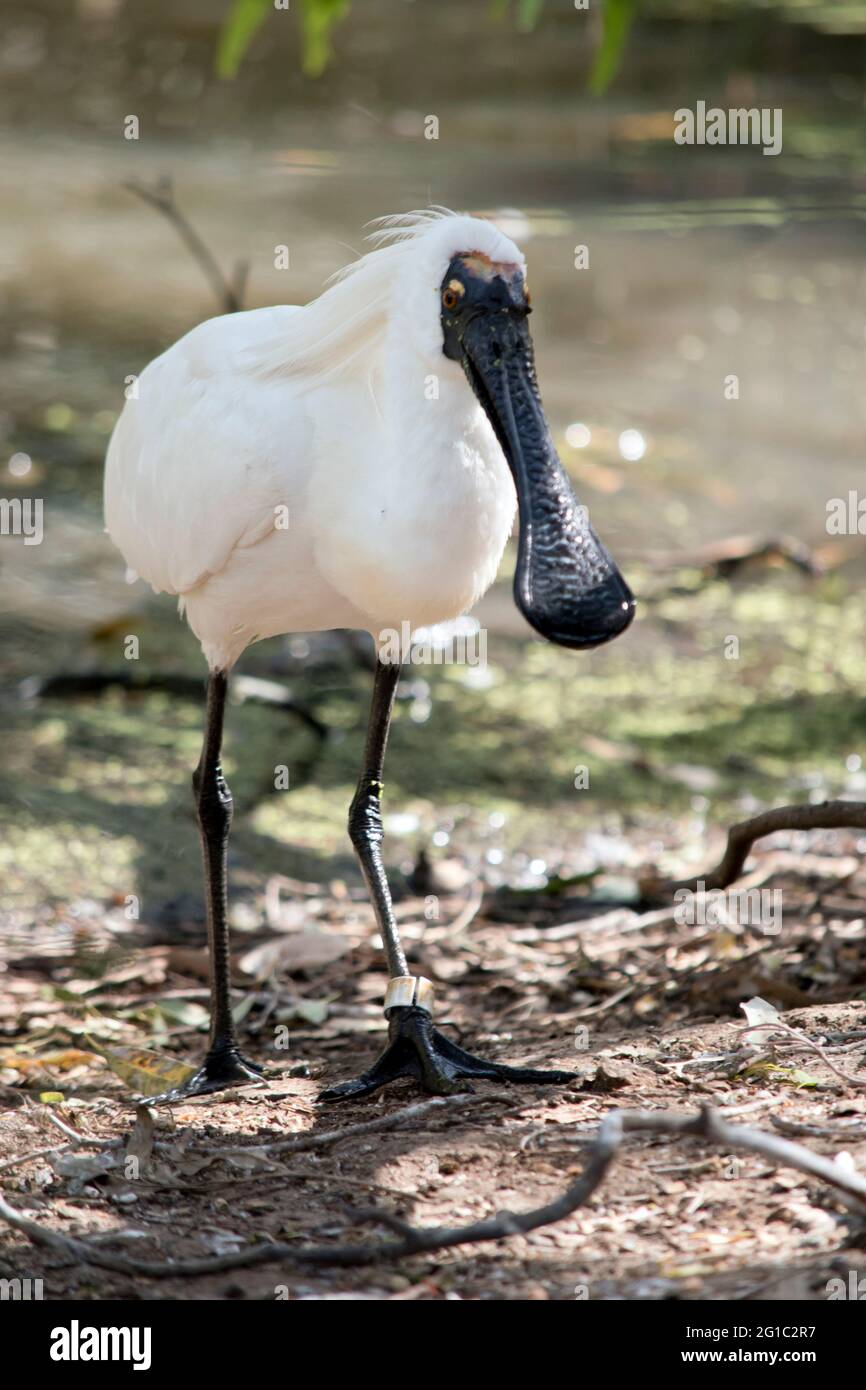 the royal spoonbill is a tall white seabird with a black face with ...