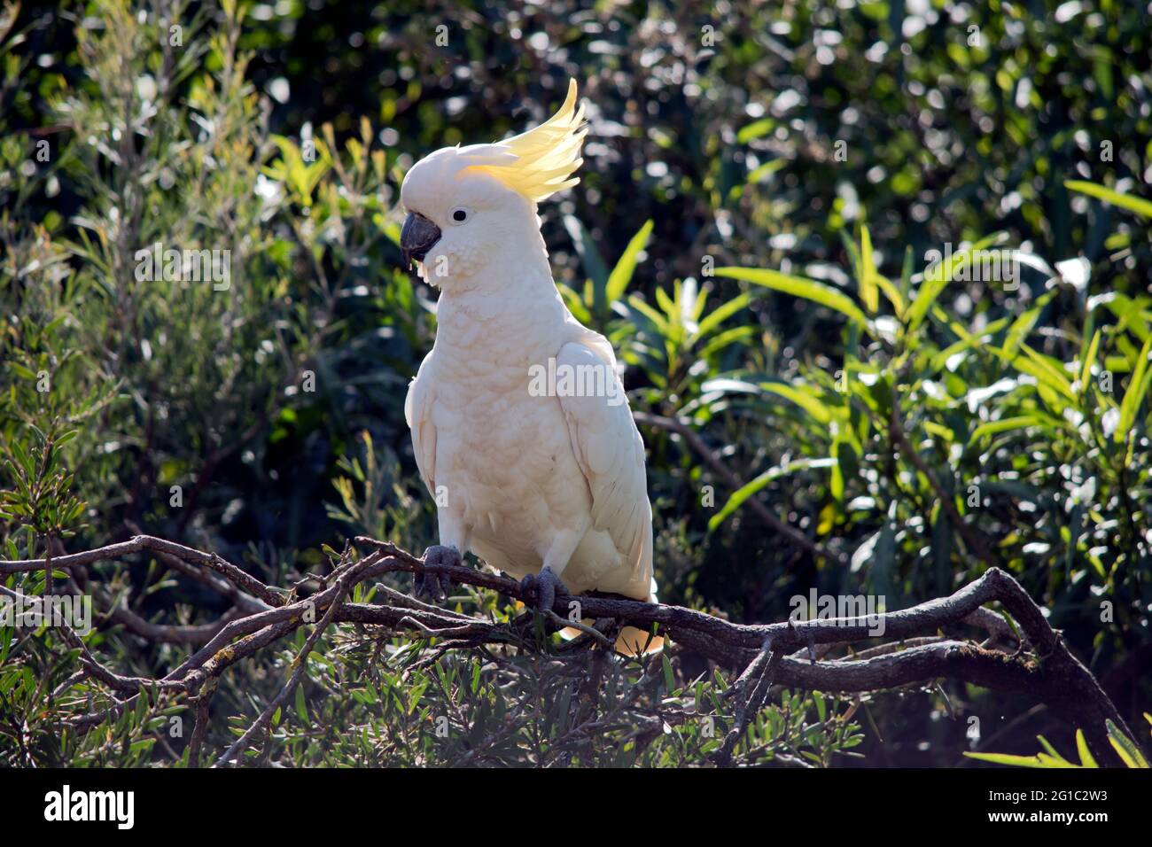 the sulphur crested cockatoo is a white cockatoo with a black beak and ...