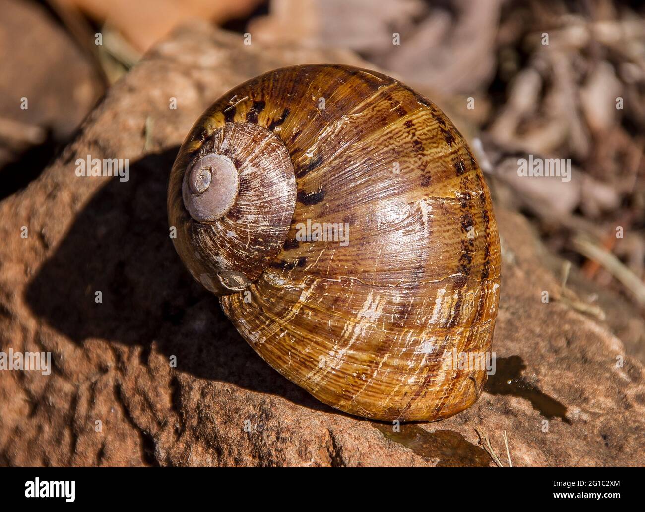 Fungi In Australia High Resolution Stock Photography and Images - Alamy