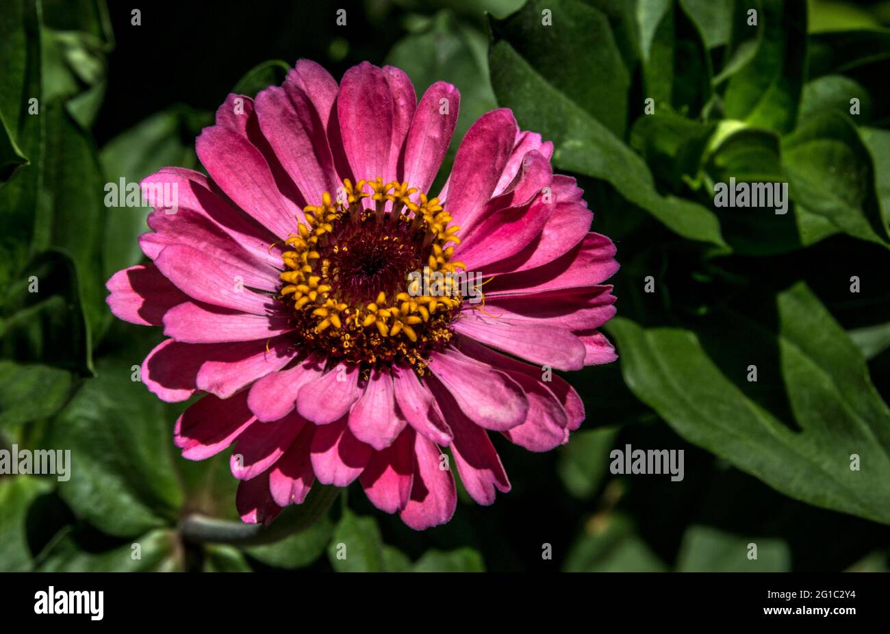 A high quality photo of the pink Compositae flower that belongs to the ...