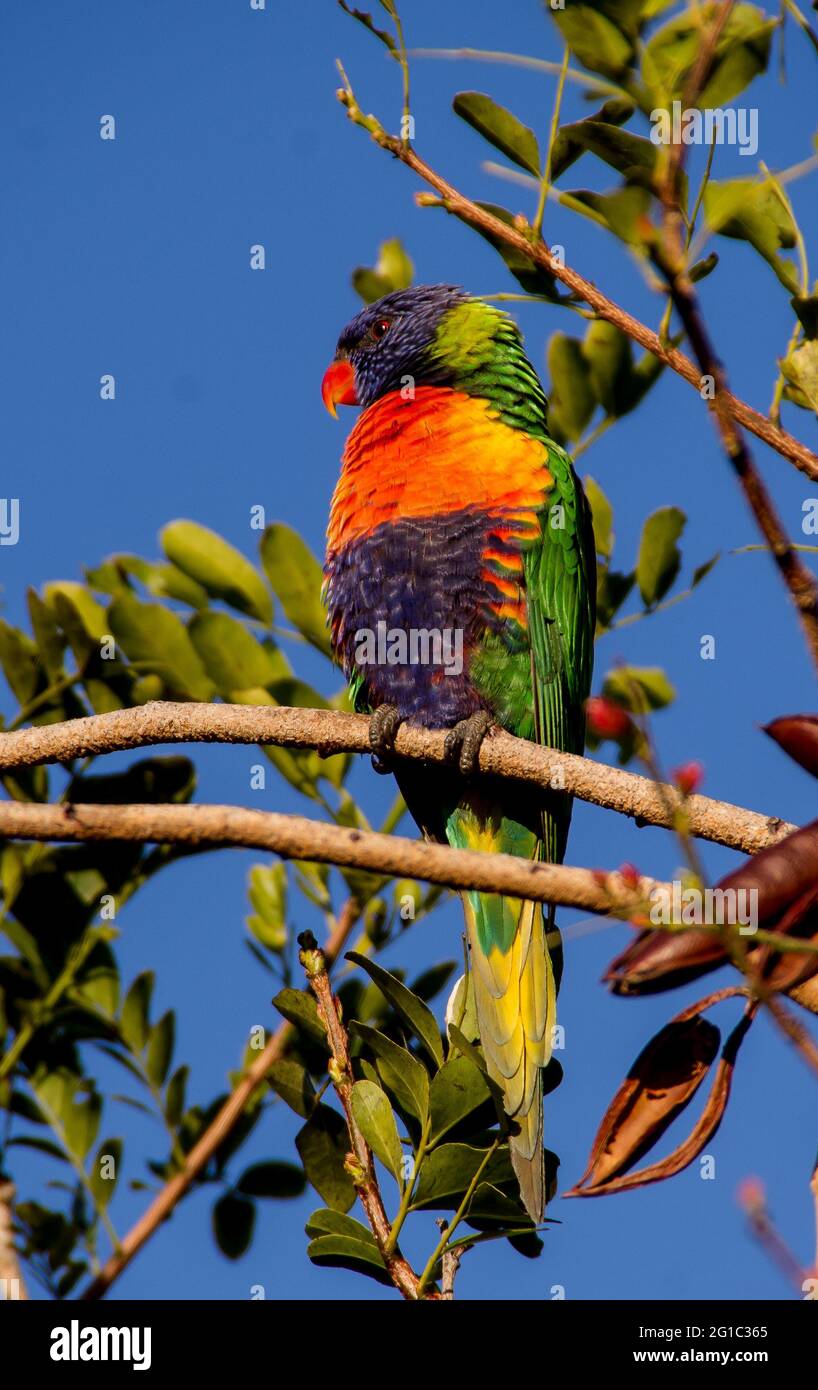 Rainbow lorikeet, trichoglossus moluccanus, perched in a Drunken Parrot ...