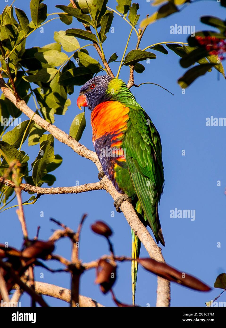 Weeping boer bean tree hi-res stock photography and images - Alamy