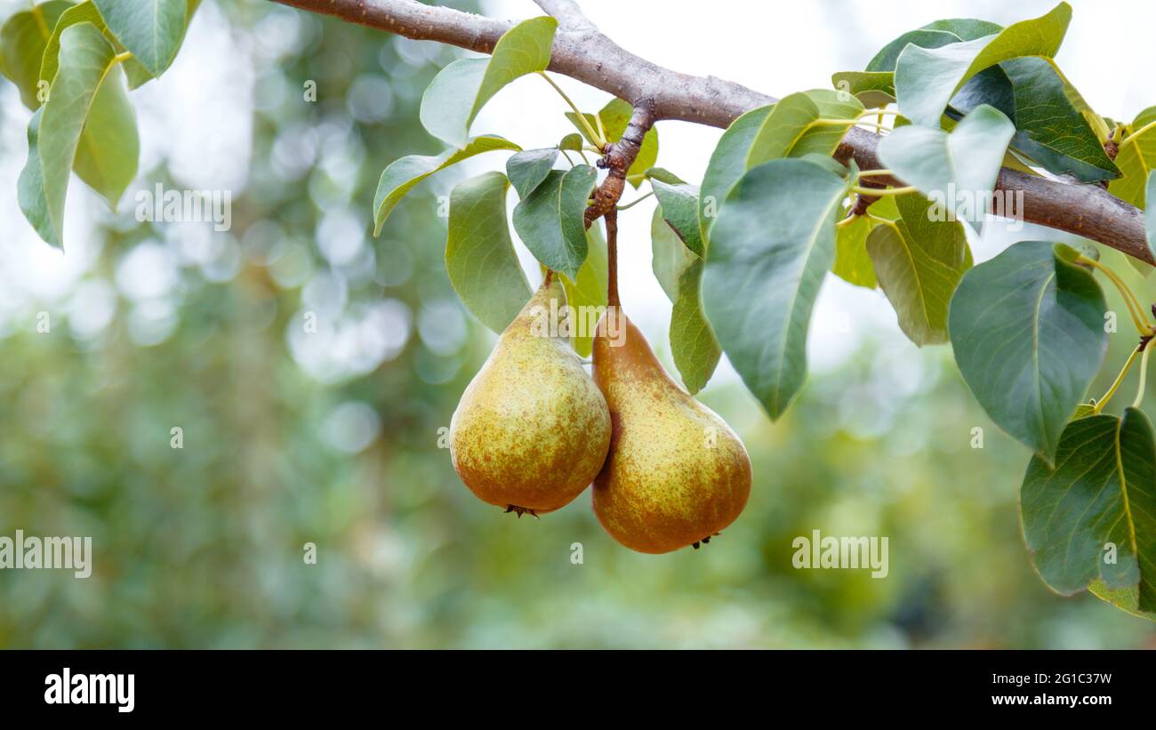 Pear texture hi-res stock photography and images - Alamy