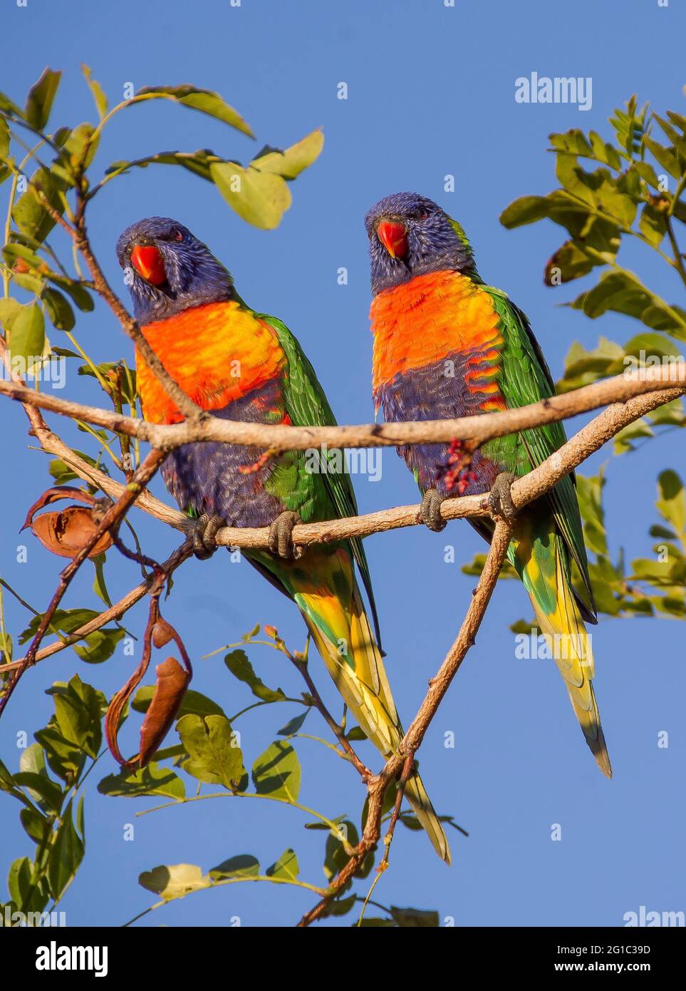 Schotia brachypetala tree hi-res stock photography and images - Alamy