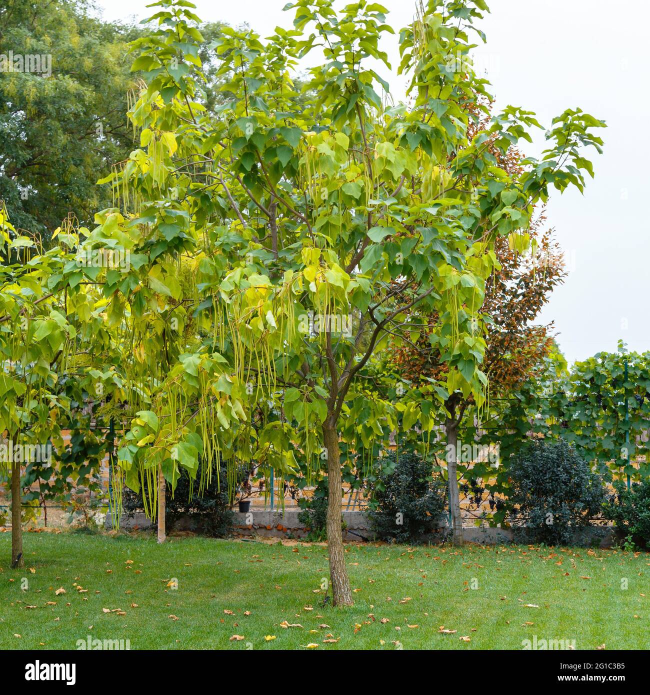 Catalpa tree hi-res stock photography and images - Alamy