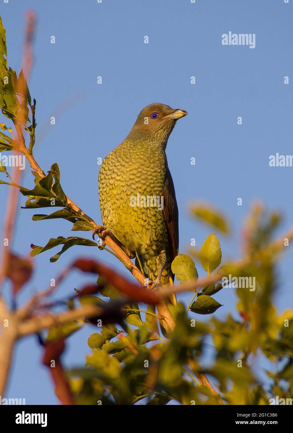 Bowerbird in tree hi-res stock photography and images - Alamy