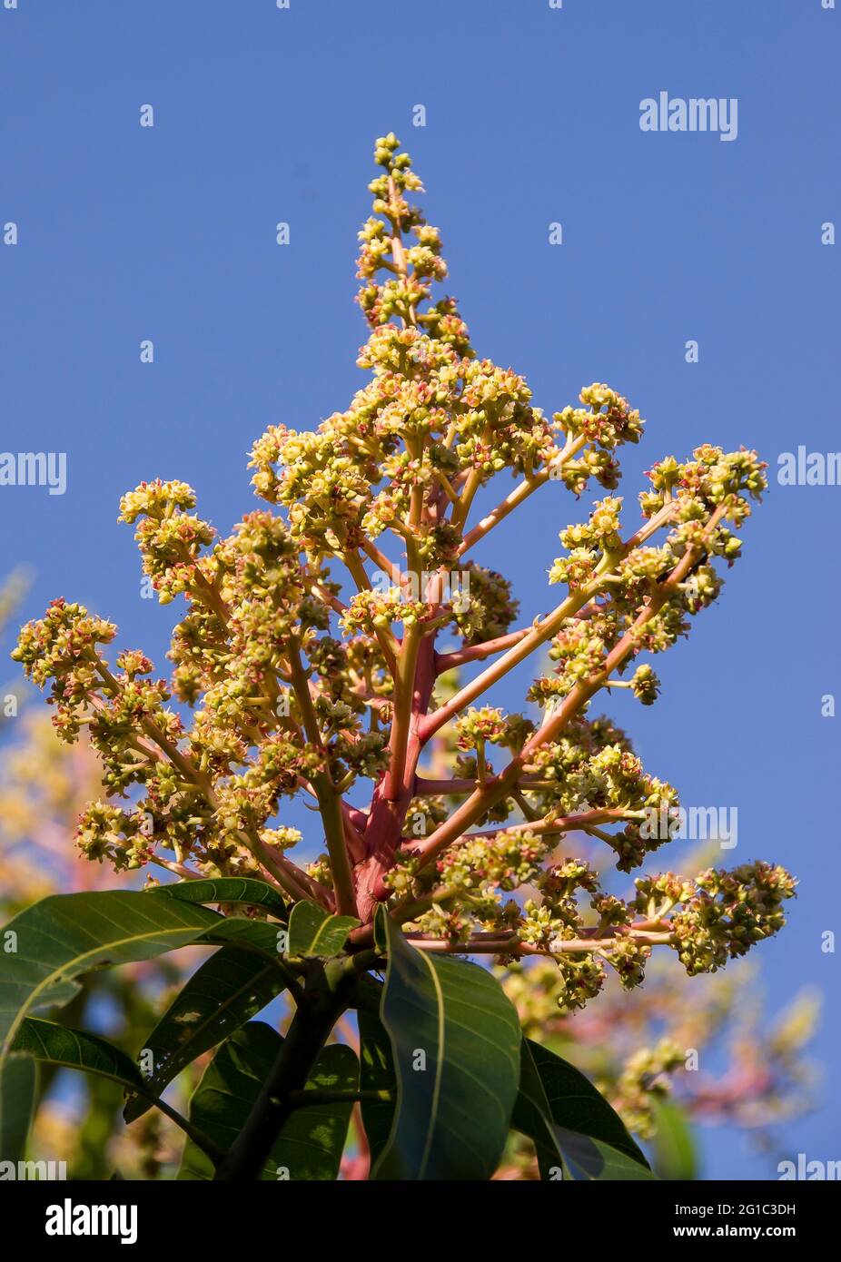 Cluster of yellow avocado (persea americana) blossom. Many flowers on ...