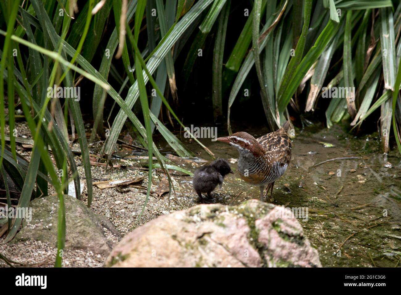 the buff banded rail and chick in water Stock Photo - Alamy