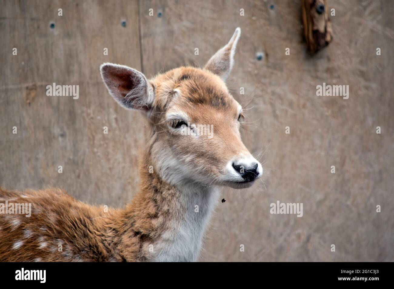 this is a side view of a young deer Stock Photo - Alamy
