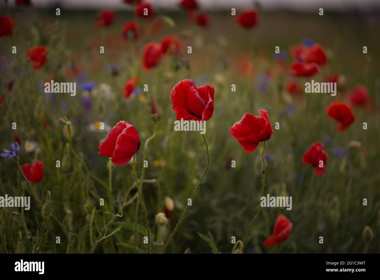 Personal best time hi-res stock photography and images - Alamy