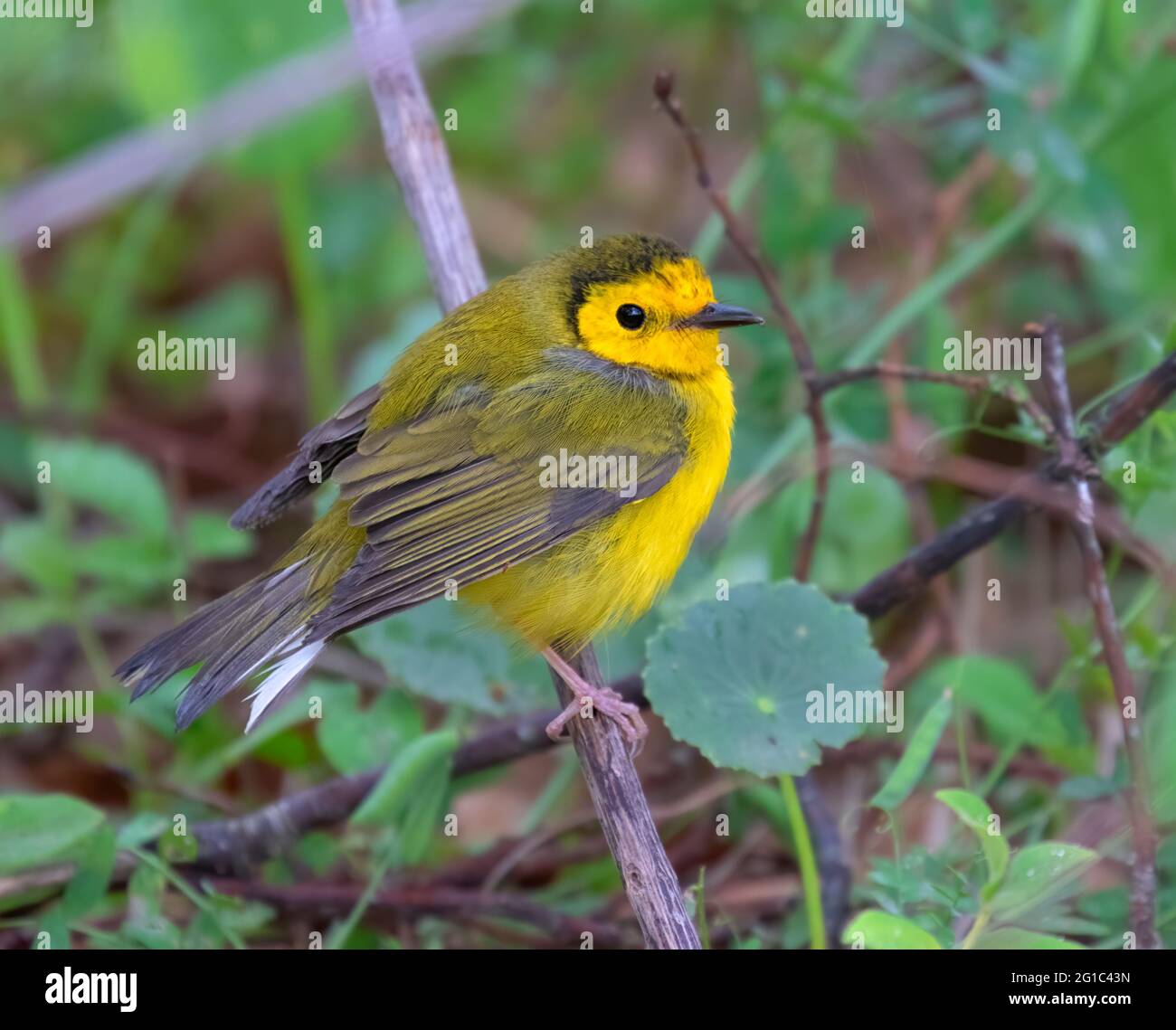 Hooded warbler (Setophaga citrina) perched on a tree branch Stock Photo ...