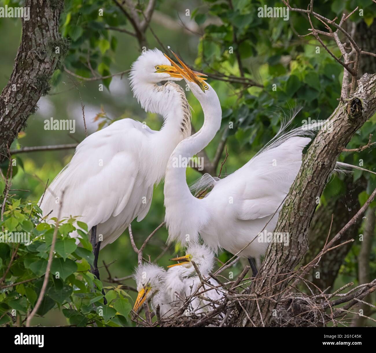 Great egrets rookery tree hi-res stock photography and images - Alamy