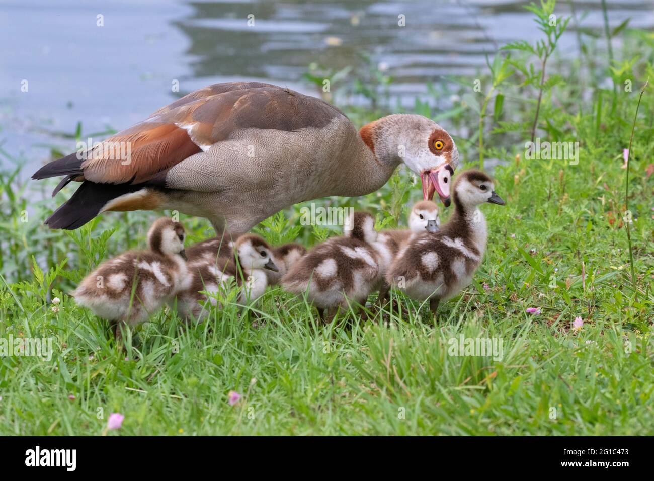 Egyptian goose baby hi-res stock photography and images - Alamy