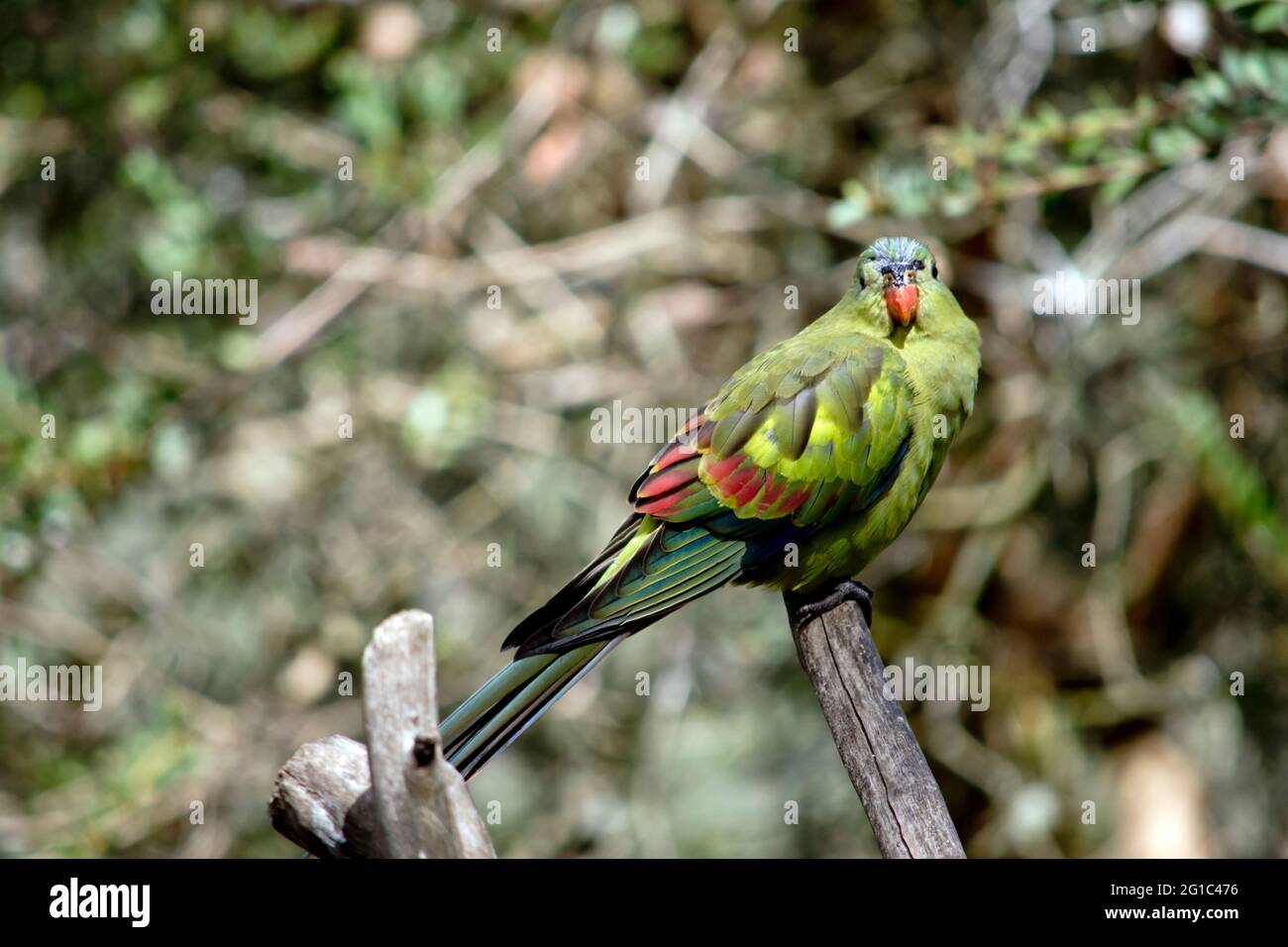 Lime green body hi-res stock photography and images - Alamy