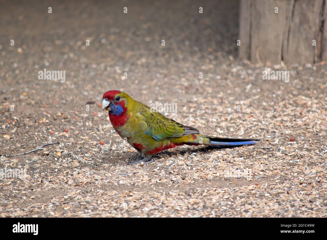 Blue Crimson Rosella