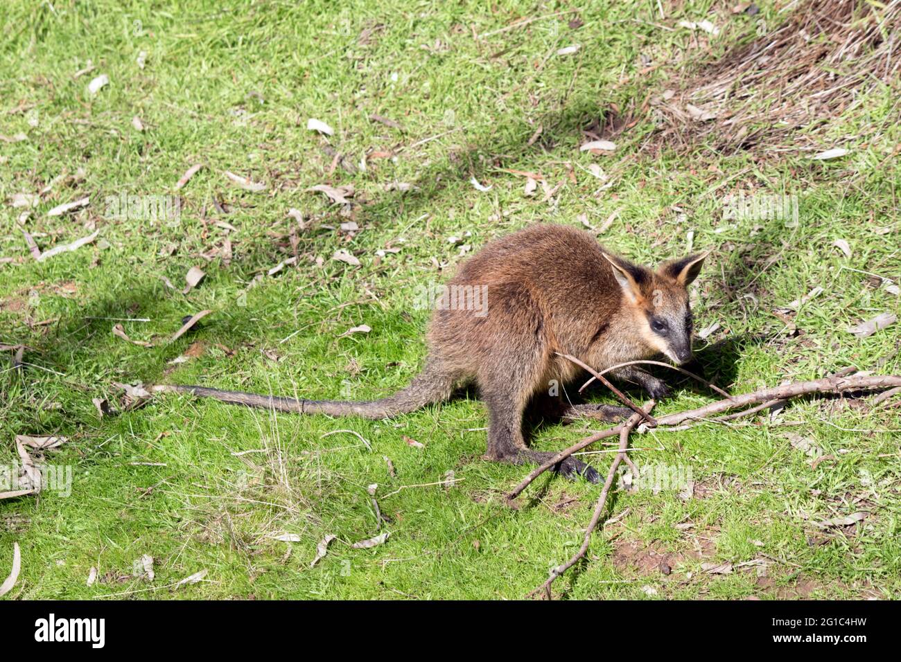 the swamp wallaby has a brown body white cheeks and a black mask Stock ...