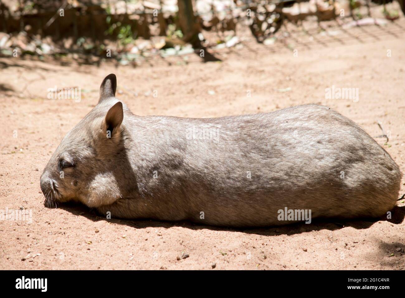 Wombat pouch hi-res stock photography and images - Alamy