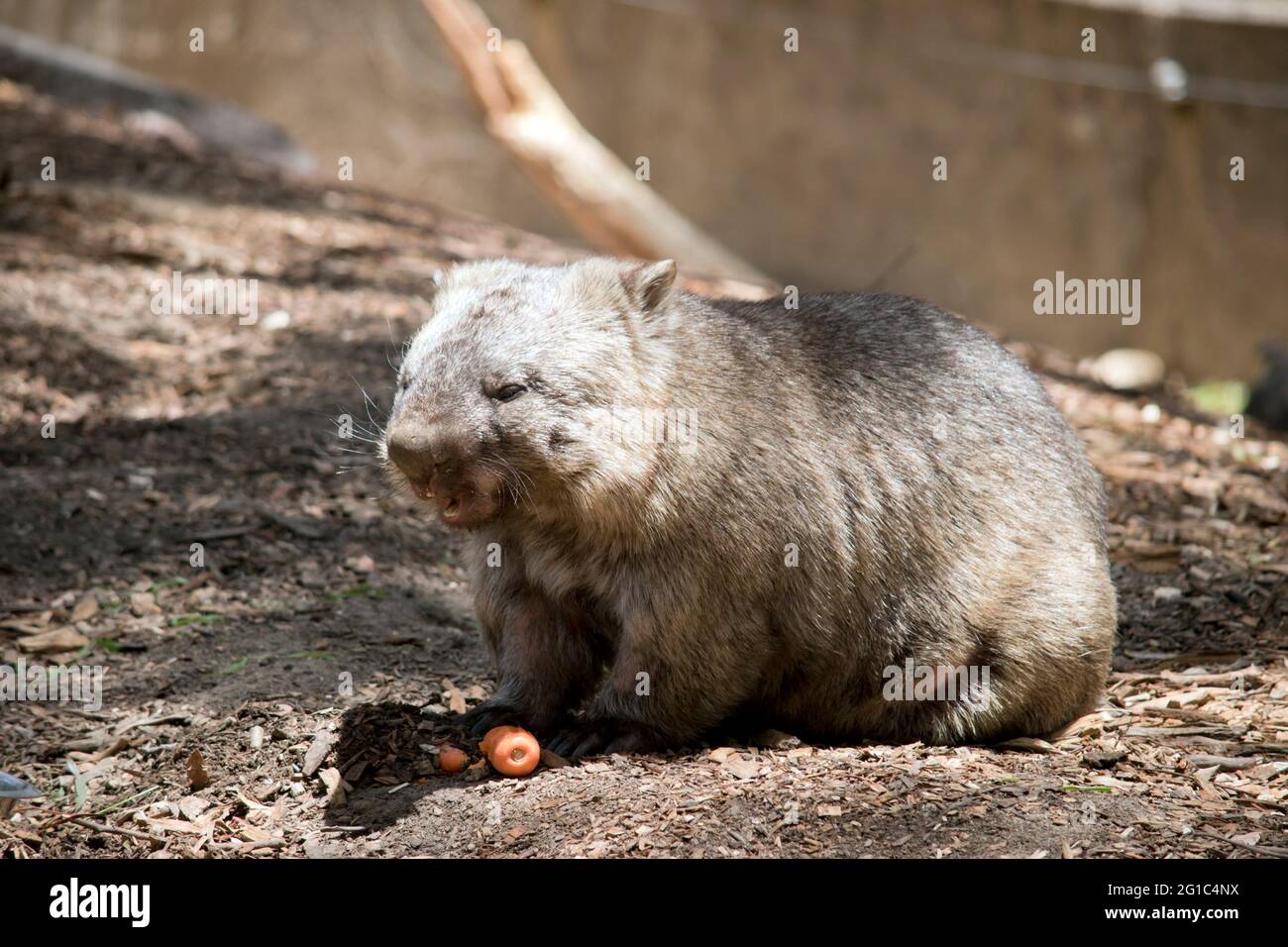Wombat pouch hi-res stock photography and images - Alamy