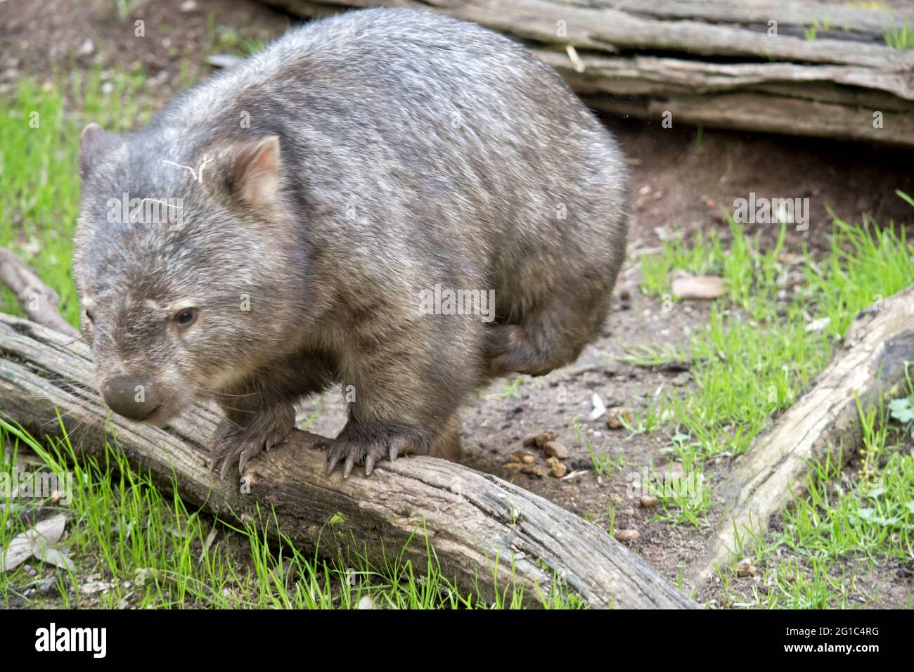 the wombat is scratching his hind quarter Stock Photo - Alamy